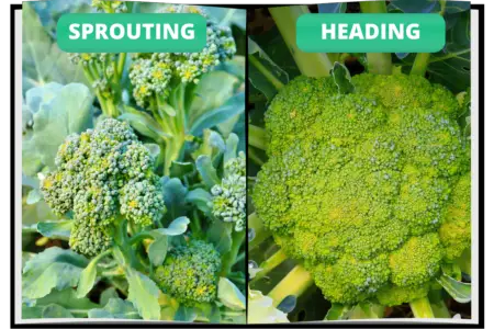 How to Grow Broccoli in Your Raised Beds? – Bed Gardening