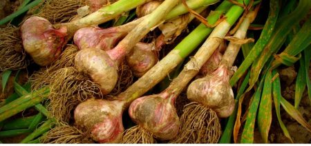 Easy Way Of Growing Garlic in Raised Beds – Bed Gardening