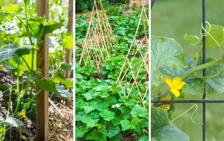 How to Grow Cucumber in Raised Beds – Bed Gardening