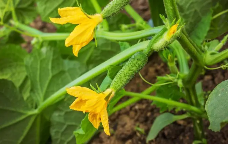 How to Grow Cucumber in Raised Beds – Bed Gardening