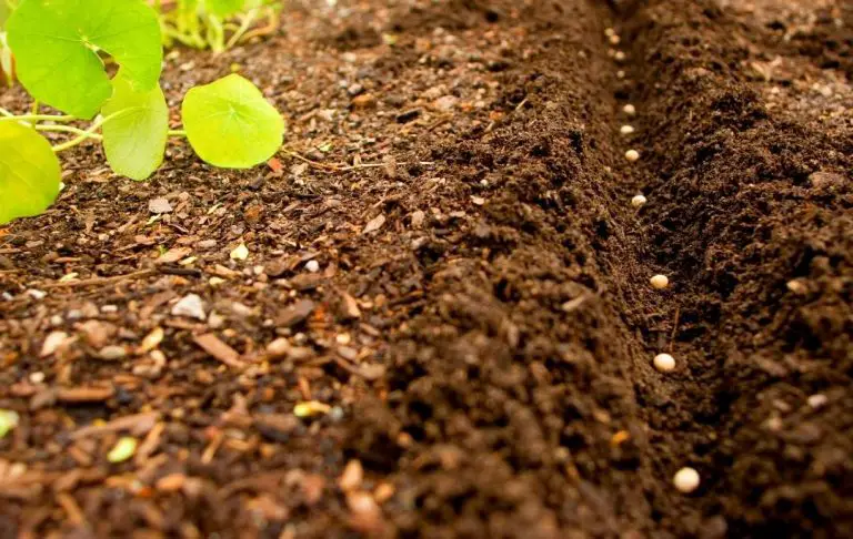 How to Grow Peas in Raised Beds – Bed Gardening