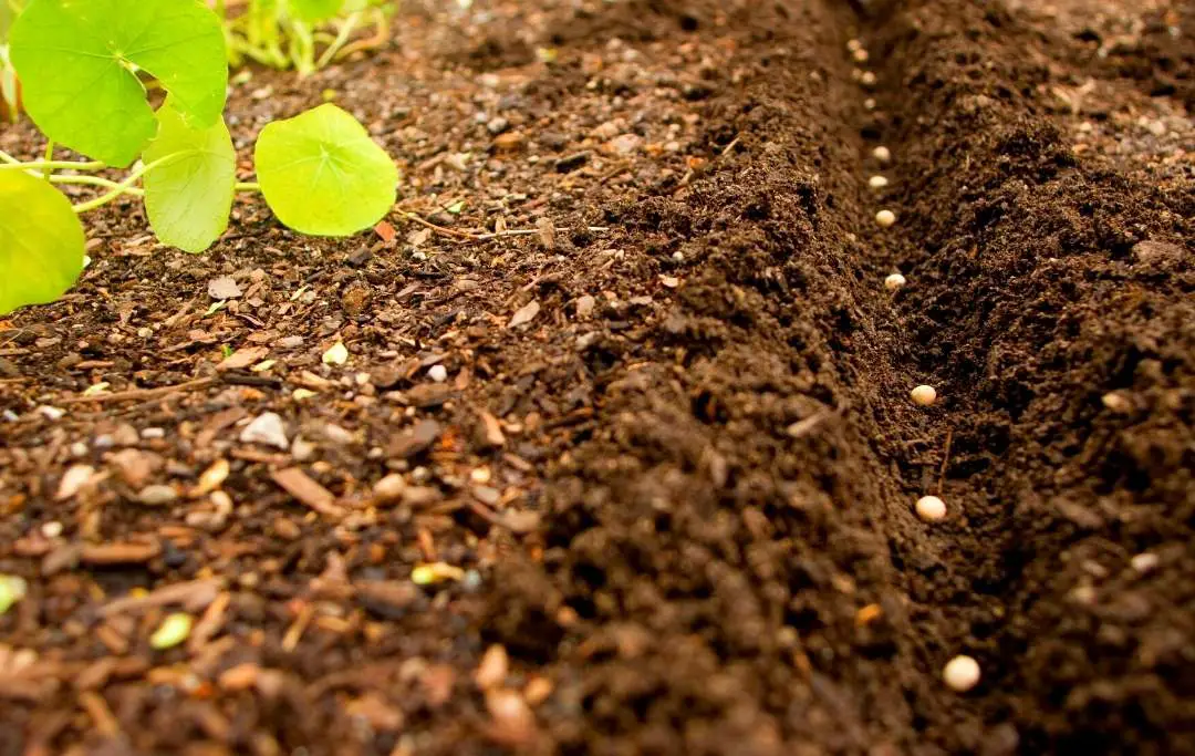 How to Grow Peas in Raised Beds – Bed Gardening