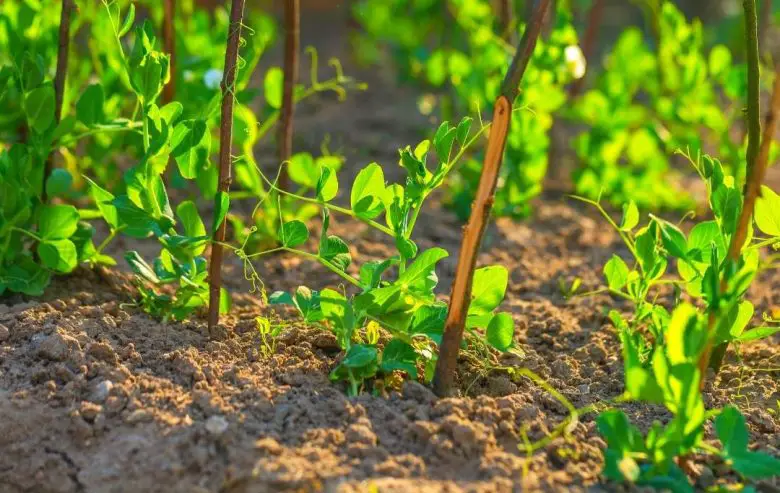 How to Grow Peas in Raised Beds – Bed Gardening