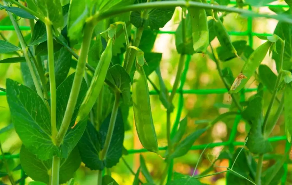 How to Grow Peas in Raised Beds – Bed Gardening