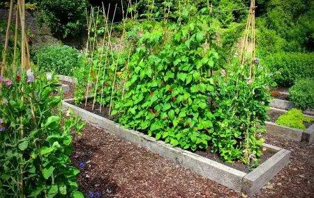 28 Best vegetables to grow in a small raised bed – Bed Gardening