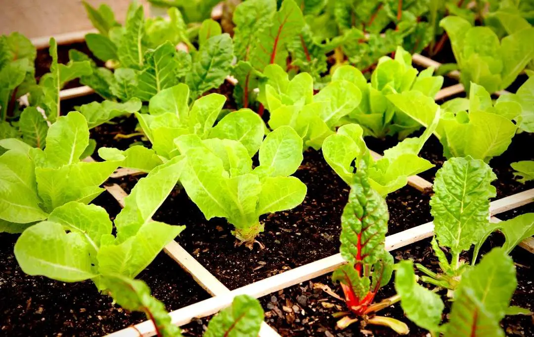 10 Inexpensive Raised Bed Ideas To Build This Spring – Bed Gardening