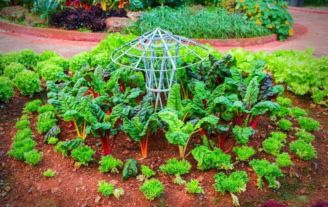 Examples Of Small Vegetable Gardens