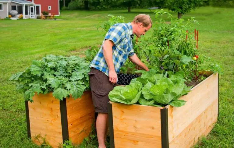 WHAT TO PLANT IN A KEYHOLE GARDEN? 20 Vegetables To Grow In A Keyhole ...