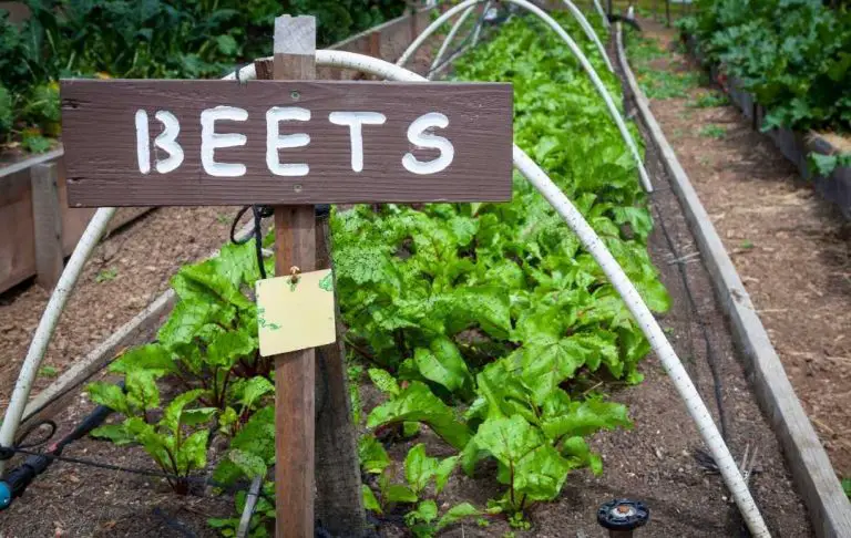 HOW TO GROW BEETS IN A RAISED BED? – Bed Gardening