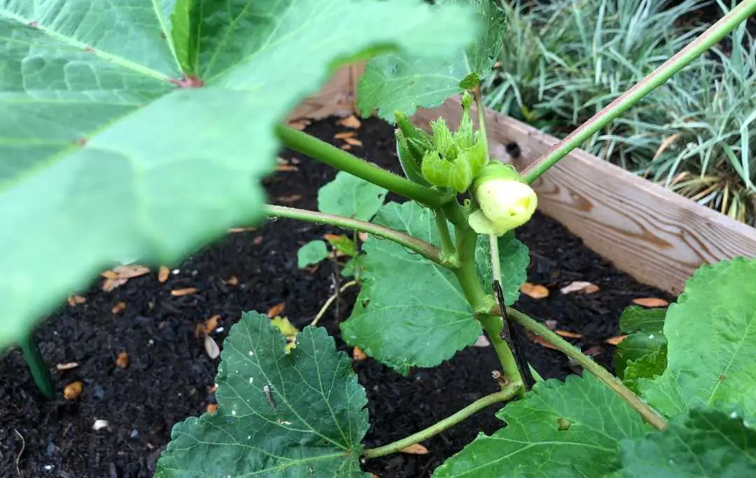 HOW TO PLANT OKRA IN A RAISED BED? – Bed Gardening