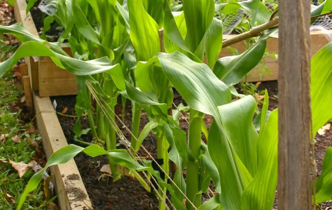 HOW TO GROW CORN IN A RAISED BED? – Bed Gardening