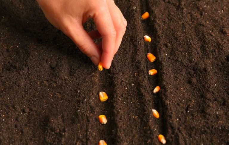 HOW TO GROW CORN IN A RAISED BED? – Bed Gardening