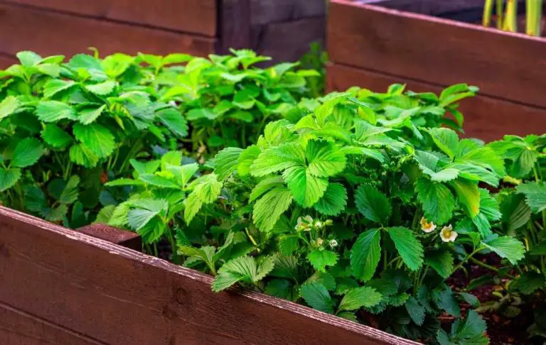 HOW TO GROW STRAWBERRIES IN A RAISED BED? – Bed Gardening