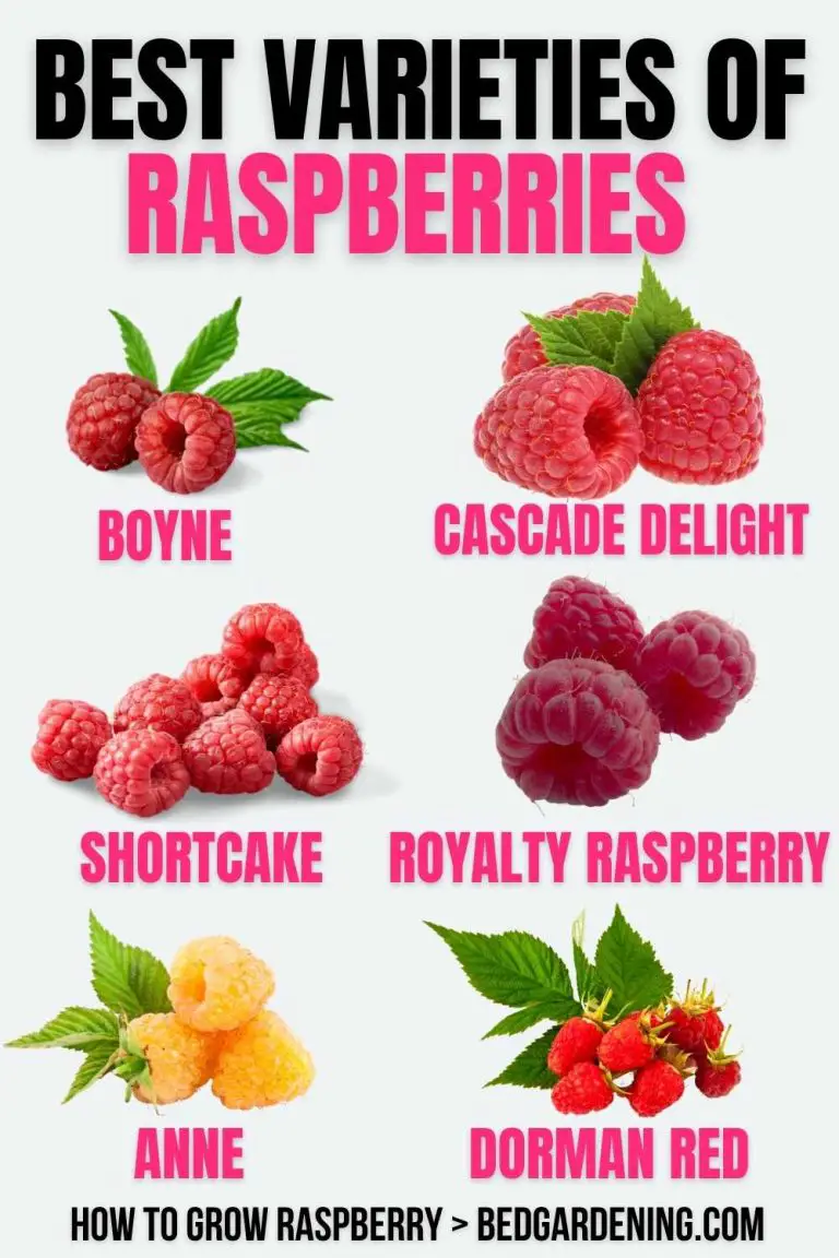 HOW TO GROW RASPBERRIES IN RAISED BEDS? – Bed Gardening
