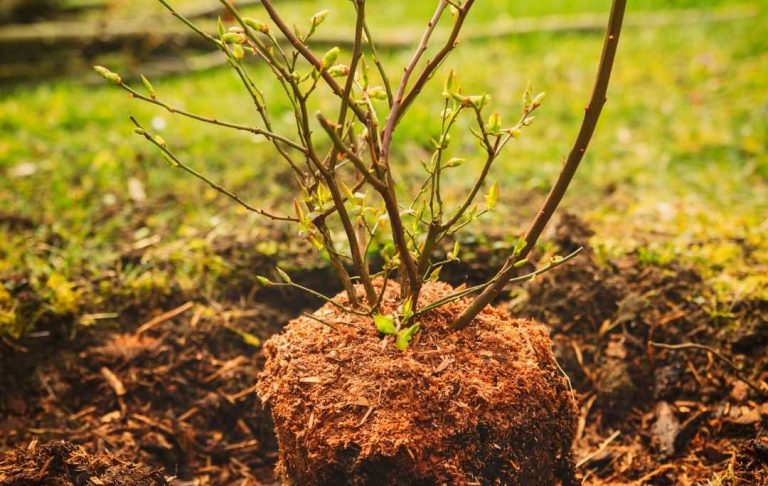 HOW TO GROW BLUEBERRIES IN A RAISED BED? – Bed Gardening