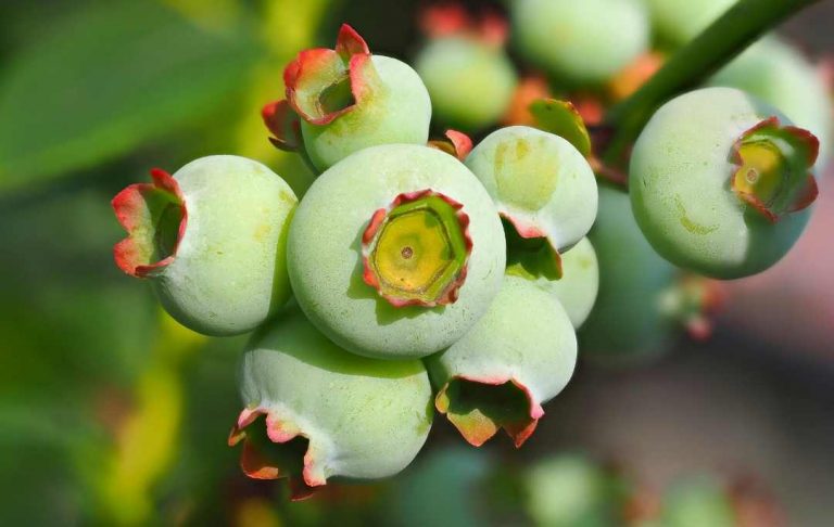 HOW TO GROW BLUEBERRIES IN A RAISED BED? – Bed Gardening