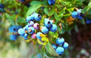 HOW TO GROW BLUEBERRIES IN A RAISED BED? – Bed Gardening