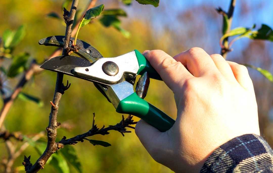 HOW TO GROW BLUEBERRIES IN A RAISED BED? – Bed Gardening