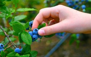 HOW TO GROW BLUEBERRIES IN A RAISED BED? – Bed Gardening