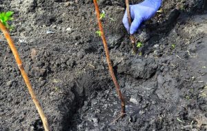 HOW TO GROW RASPBERRIES IN RAISED BEDS? – Bed Gardening