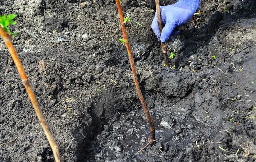 HOW TO GROW RASPBERRIES IN RAISED BEDS? – Bed Gardening