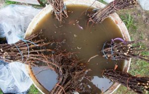 HOW TO GROW RASPBERRIES IN RAISED BEDS? – Bed Gardening