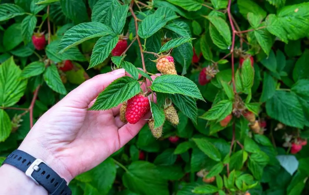 HOW TO GROW RASPBERRIES IN RAISED BEDS? – Bed Gardening