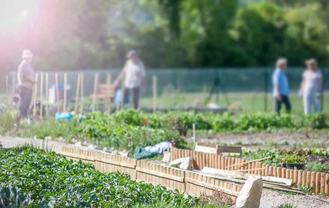 10 Best Permaculture Garden Designs – Bed Gardening