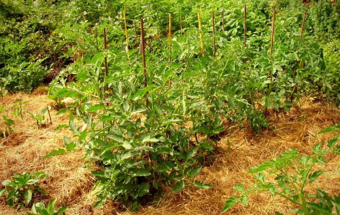 HOW TO START A NO-DIG GARDEN? – Bed Gardening