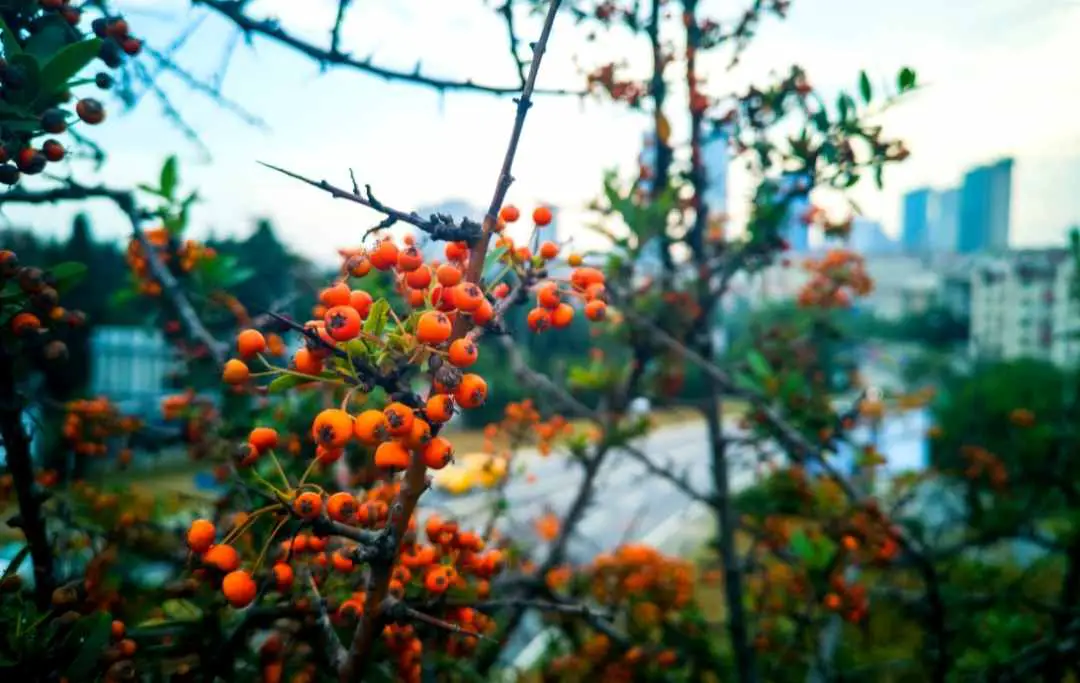 Best Plants For Berms And Swales – Bed Gardening