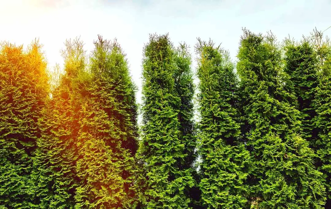 Best Plants For Berms And Swales – Bed Gardening