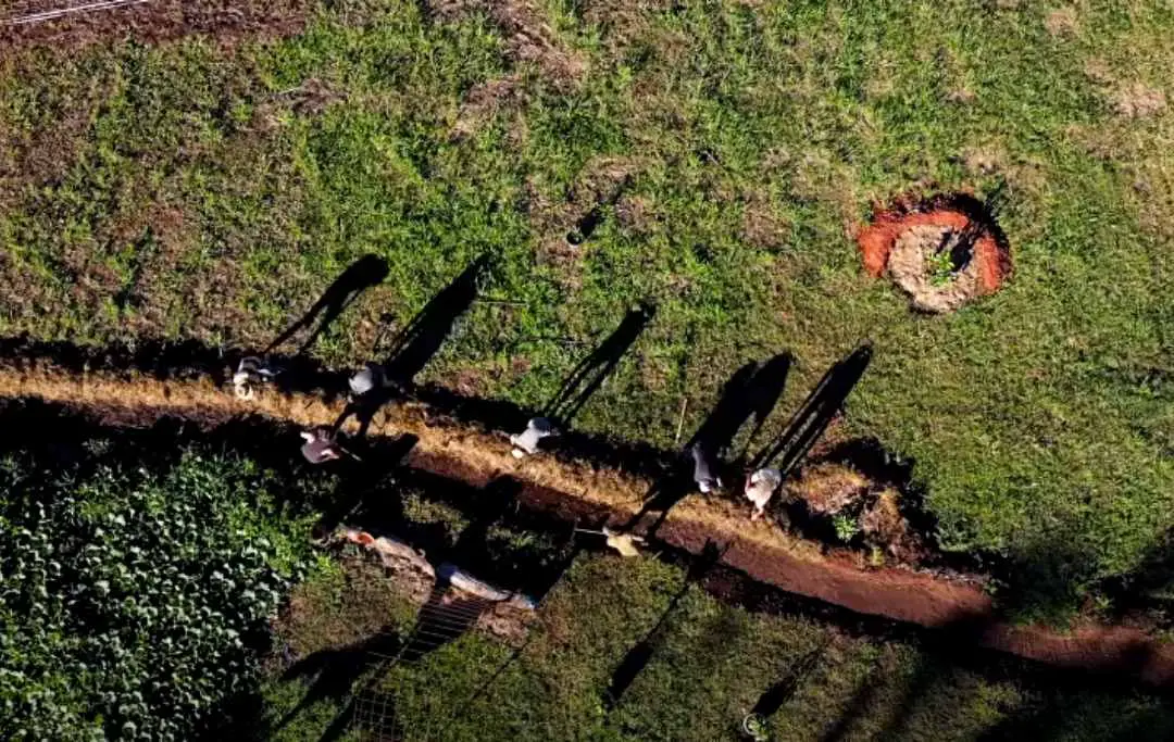 Best Plants For Berms And Swales – Bed Gardening