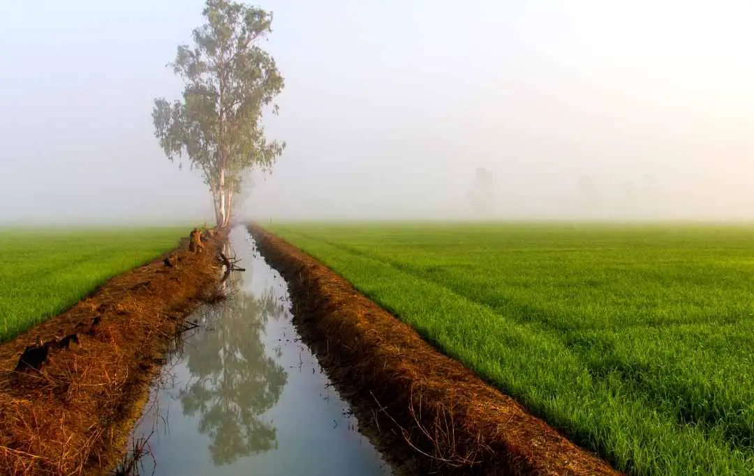 Best Plants For Berms And Swales – Bed Gardening