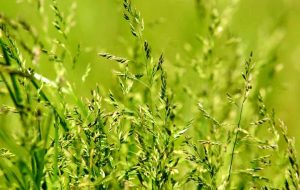 Best Plants For Berms And Swales – Bed Gardening