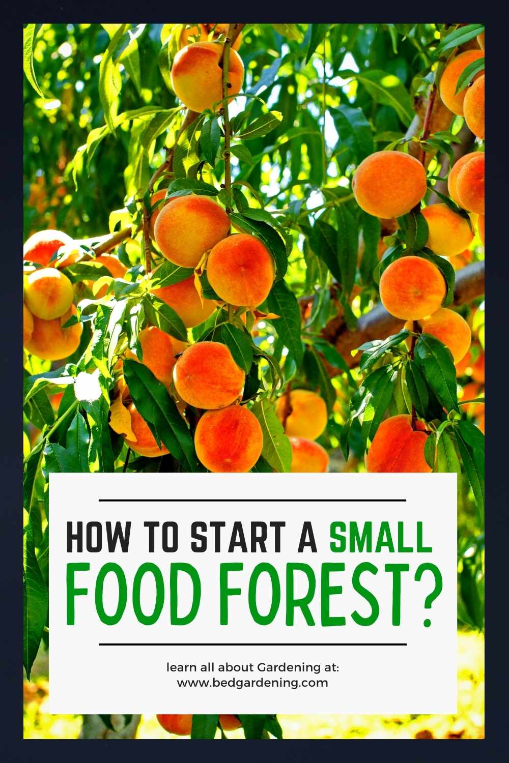 How To Start A Small Food Forest? – Bed Gardening