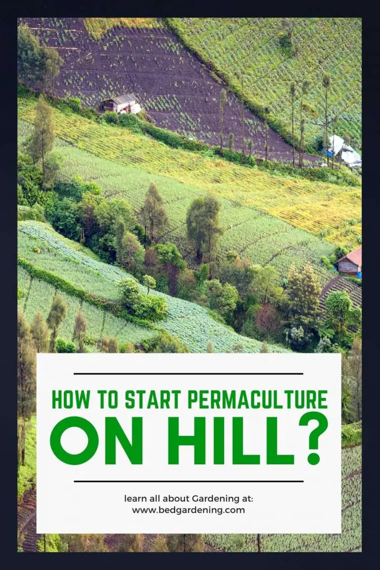 How To Start Permaculture On Hill? – Bed Gardening
