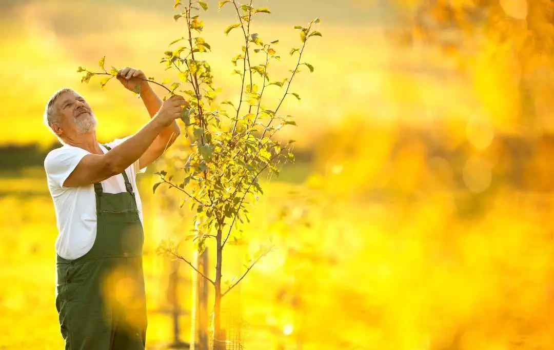 How To Start A Small Food Forest? – Bed Gardening