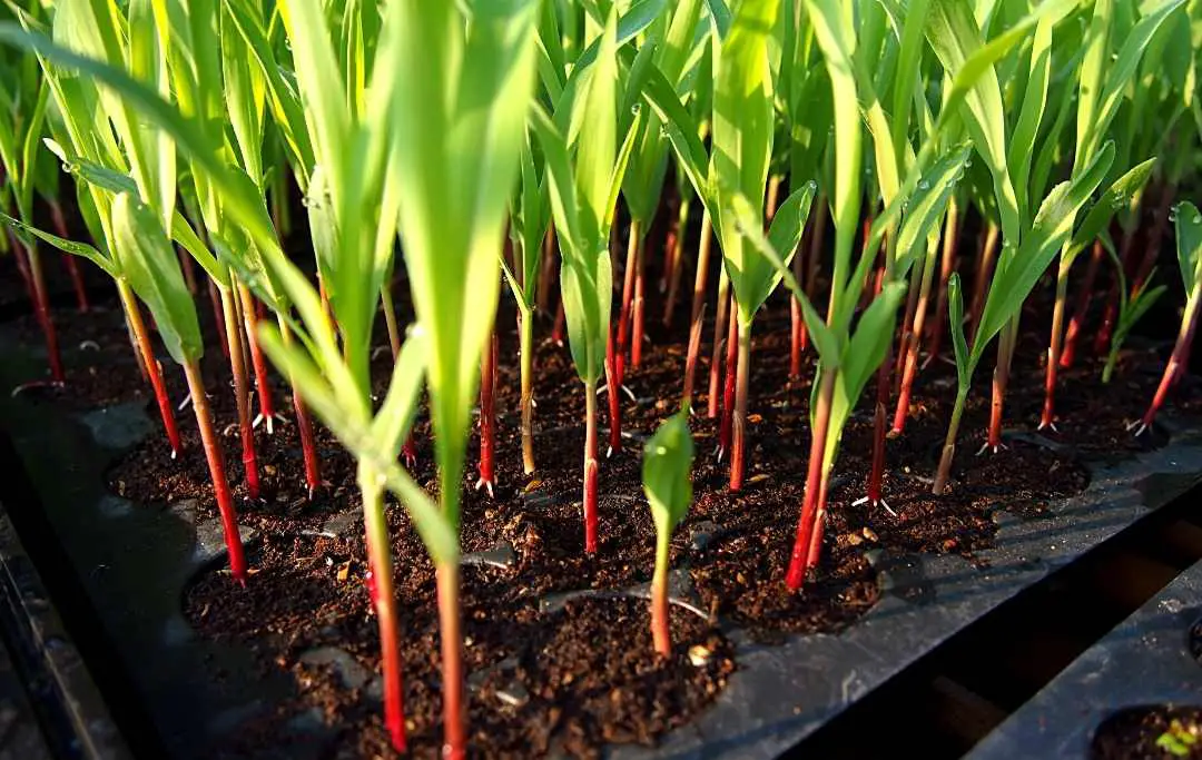 Growing Corn In Containers – Bed Gardening