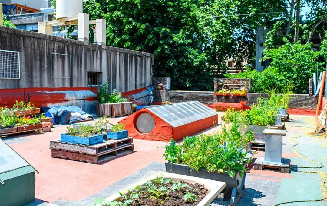 20 Best Plant For Roof Garden – Bed Gardening