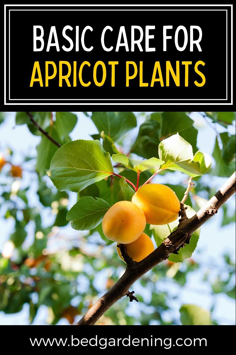 How To Grow Apricot Tree From Seed? – Bed Gardening