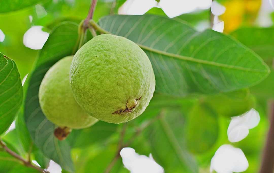 How To Grow A Guava Tree From Seeds? – Bed Gardening