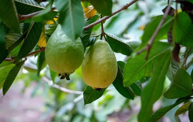 How To Grow A Guava Tree From Seeds? – Bed Gardening