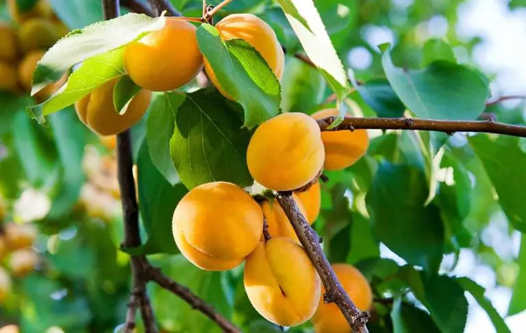 How To Grow Apricot Tree From Seed? – Bed Gardening
