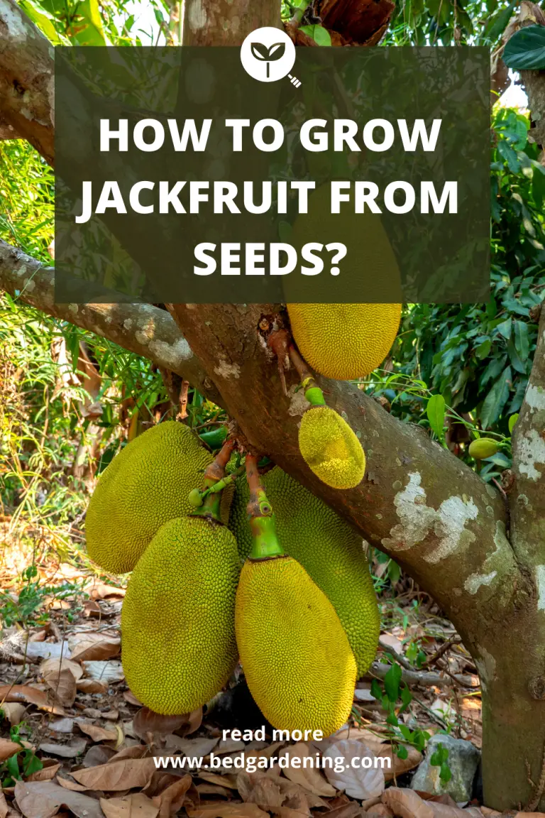 How To Grow Jackfruit From Seeds? – Bed Gardening