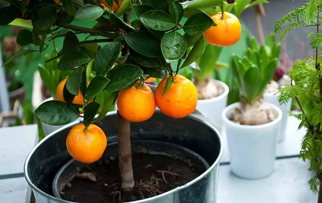 How To Grow Orange Tree From Cutting? – Bed Gardening