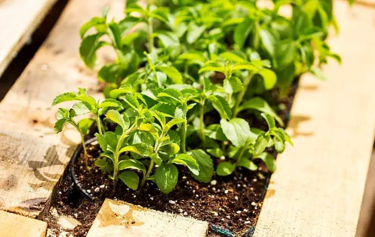 How To Grow Stevia From Cuttings? – Bed Gardening
