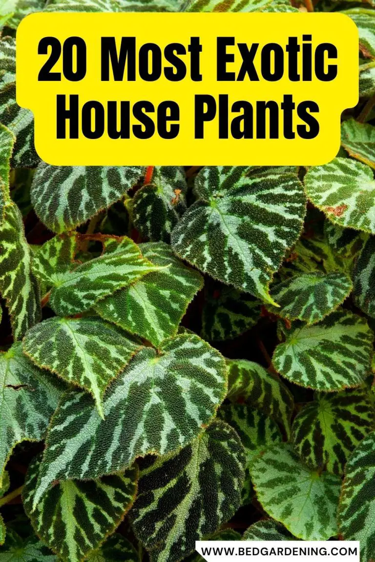 20 Most Exotic House Plants – Bed Gardening
