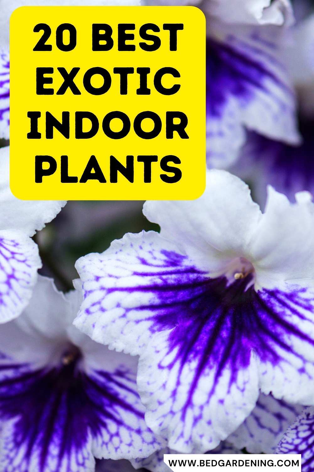 20 Most Exotic House Plants – Bed Gardening