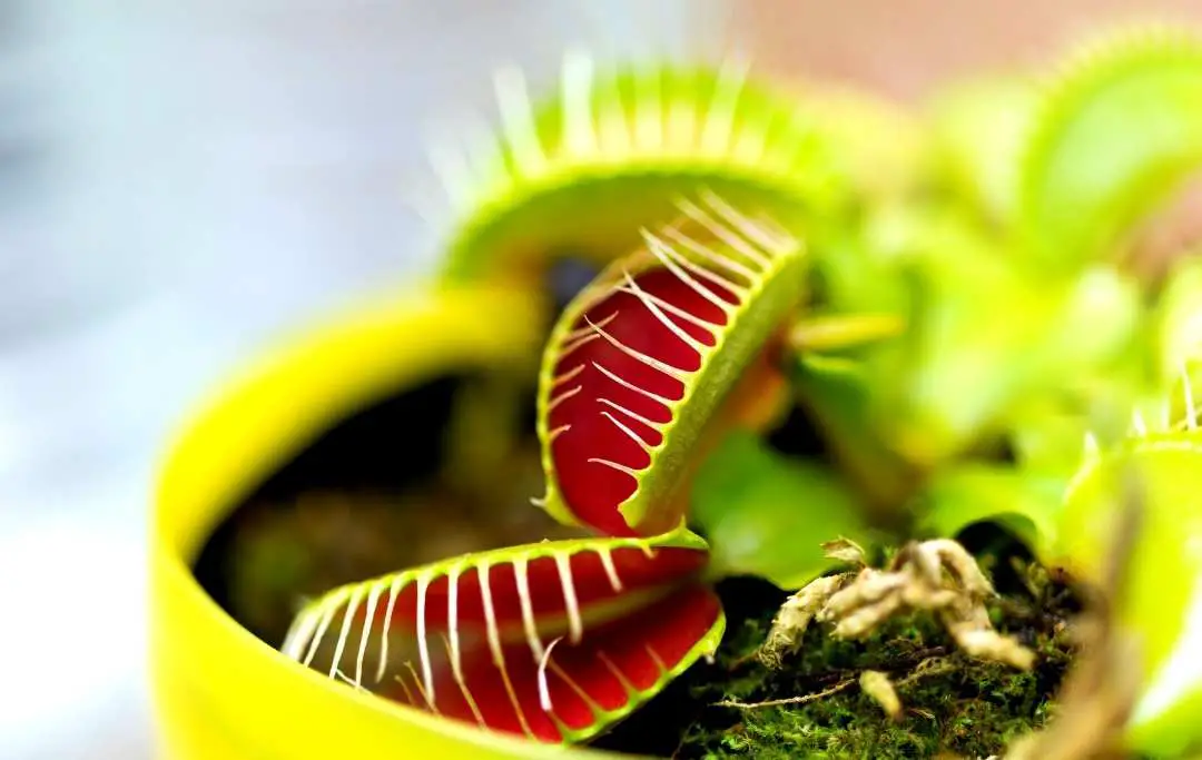 20 Most Exotic House Plants – Bed Gardening