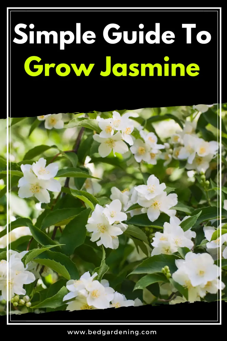 How To Grow Jasmine From Cuttings? – Bed Gardening